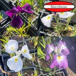 Actie! Casino lissen