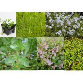 Laagblijvend Oeverpakket | Oeverkruid en Waterlepeltjes!