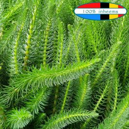 Lidsteng Kopen? Ondergedoken Zuurstofplanten voor uw Vijver!