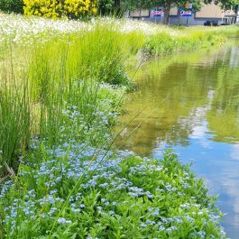 Oeverplanten pakket kopen | Voor een natuurlijke vijver