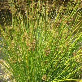 Pitrus Kopen? Subtiele Pluim voor een Ruig Ogende Oever!