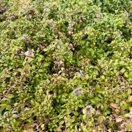 Polei - Inheemse Oeverplant met Krachtige Filterwerking!